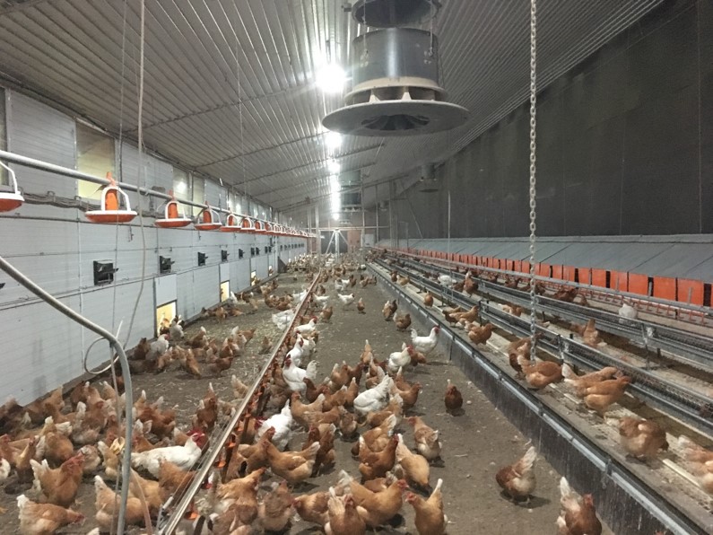 AC Poultry – INTEGRATING THE POULTRY INDUSTRY
